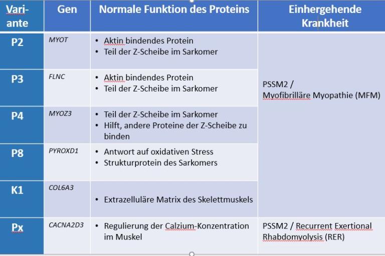 PSSM2 (Equine Myopathie Pferd) | generatio.de