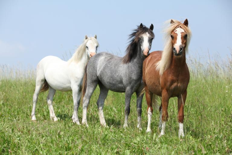 Splashed White (Scheckenmuster Pferd) | generatio.de